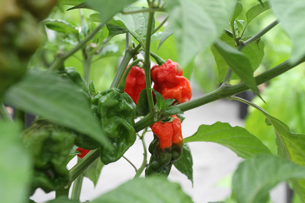 What is Bhut Jolokia? | Bhut Jolokia, Bhut Jolokia hot sauce, Ghost ...